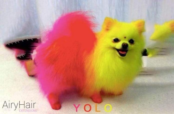 Top 20: Insane Hairstyles & Clothes Inspired By Dogs (2025)